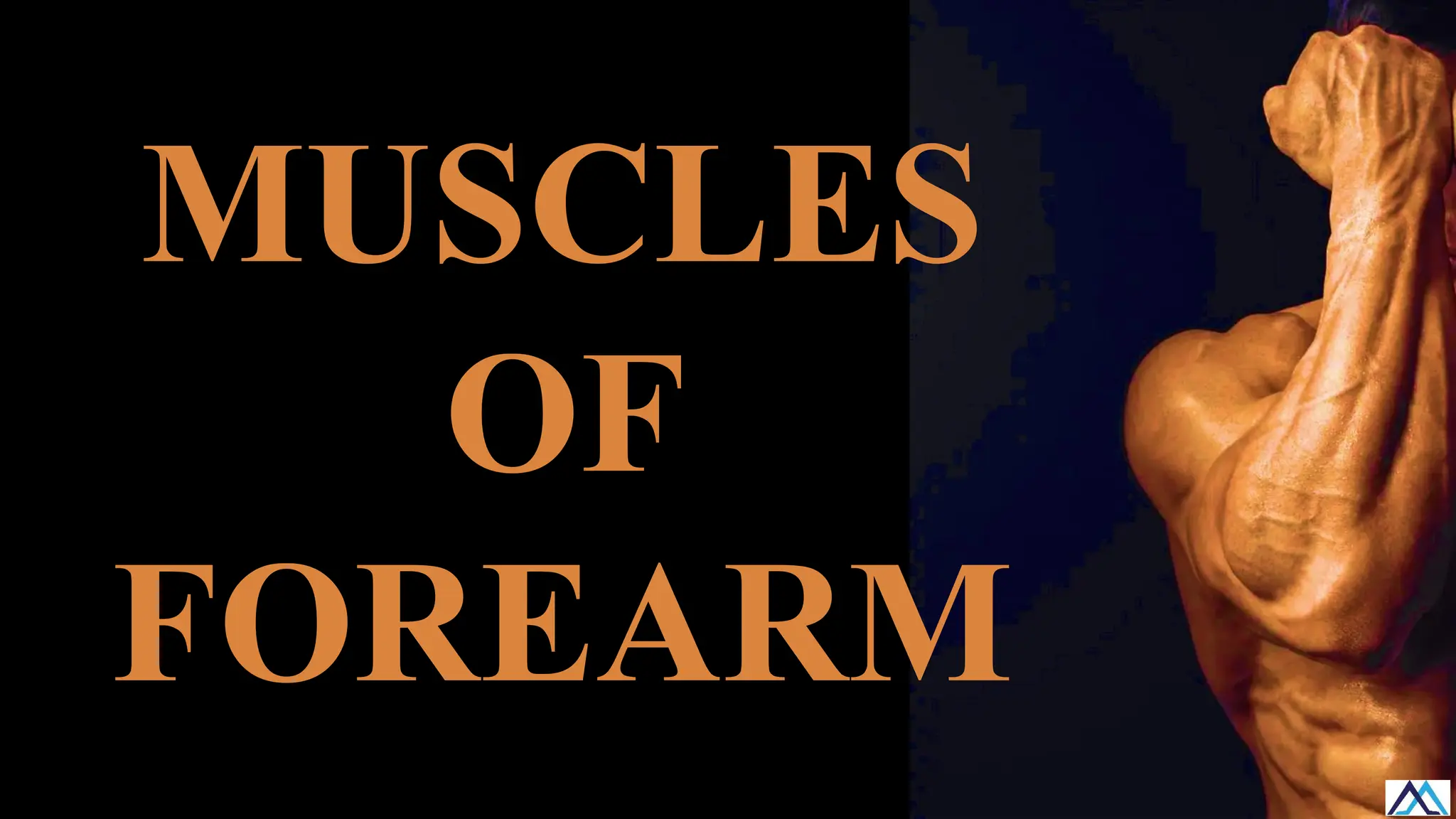 L015 Upper Limb Muscles of forearm / Upper Limb Muscles of forearm ...