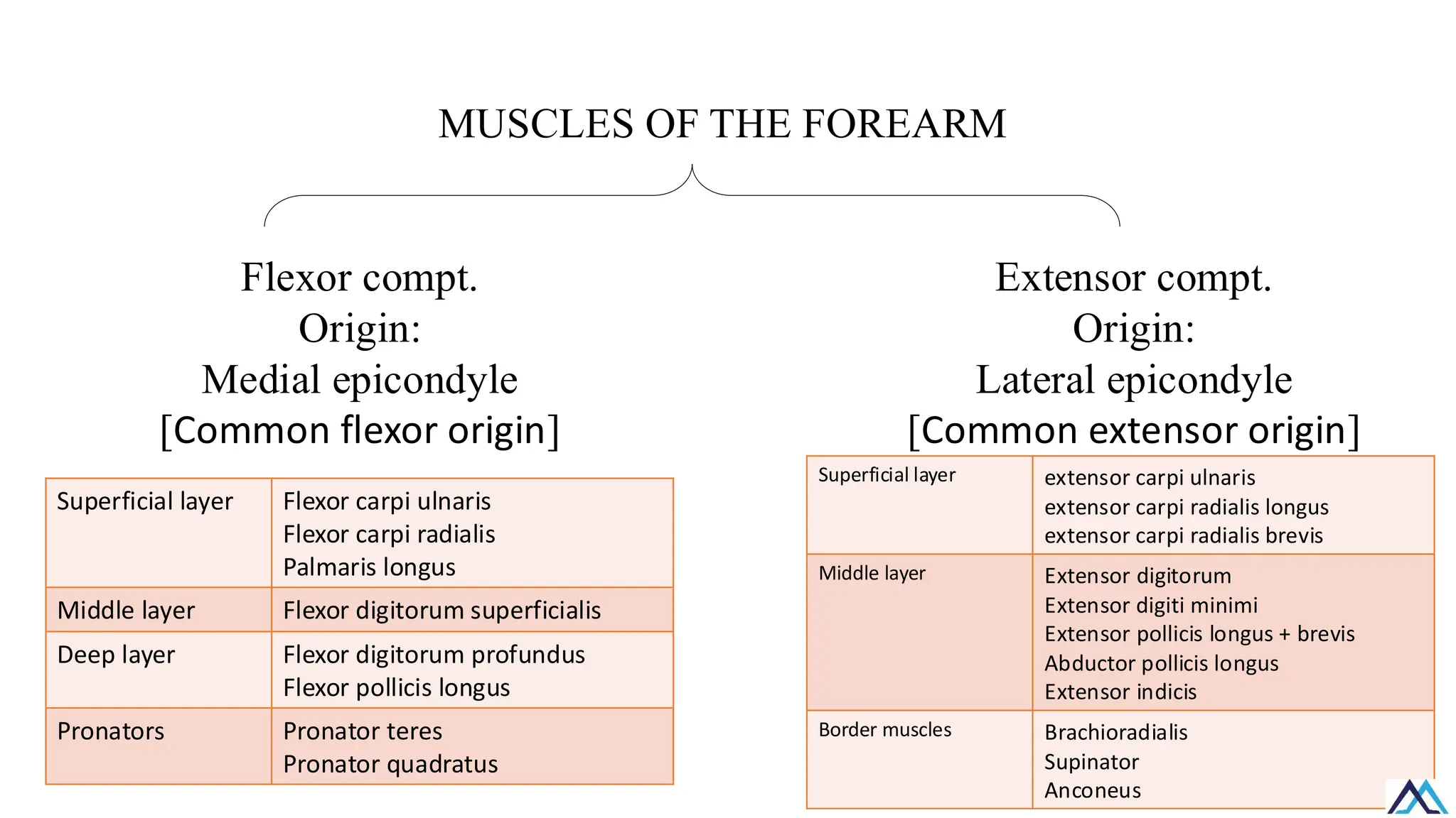L015 Upper Limb Muscles of forearm / Upper Limb Muscles of forearm ...