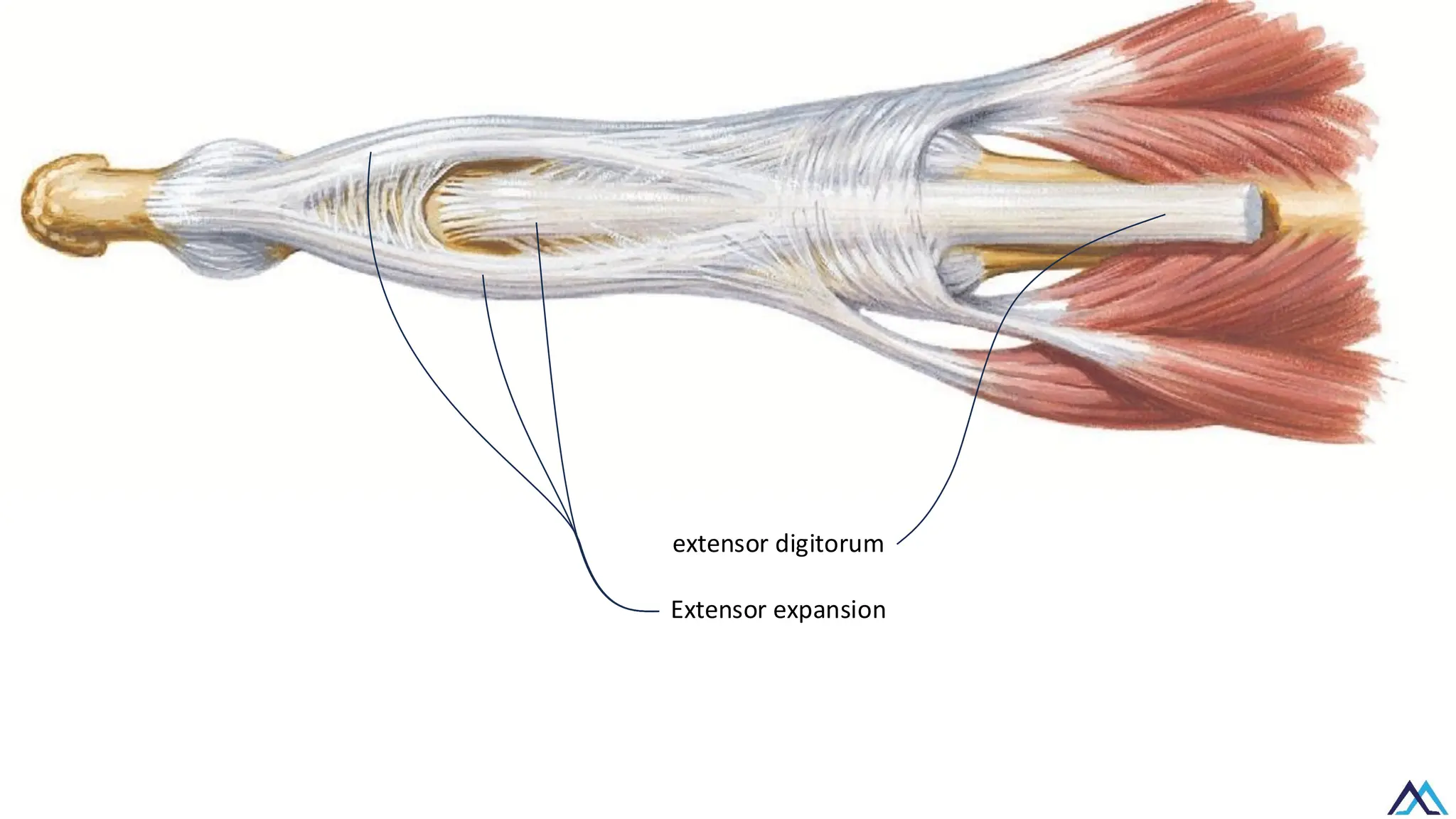 L015 Upper Limb Muscles of forearm / Upper Limb Muscles of forearm ...