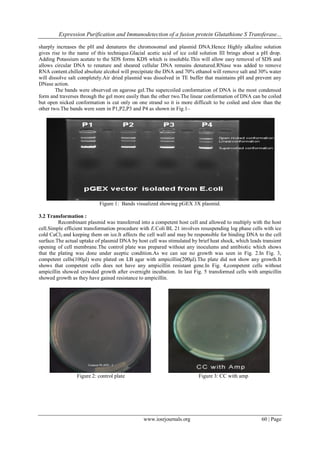 Expression Purification and Immunodetection of a fusion protein ...