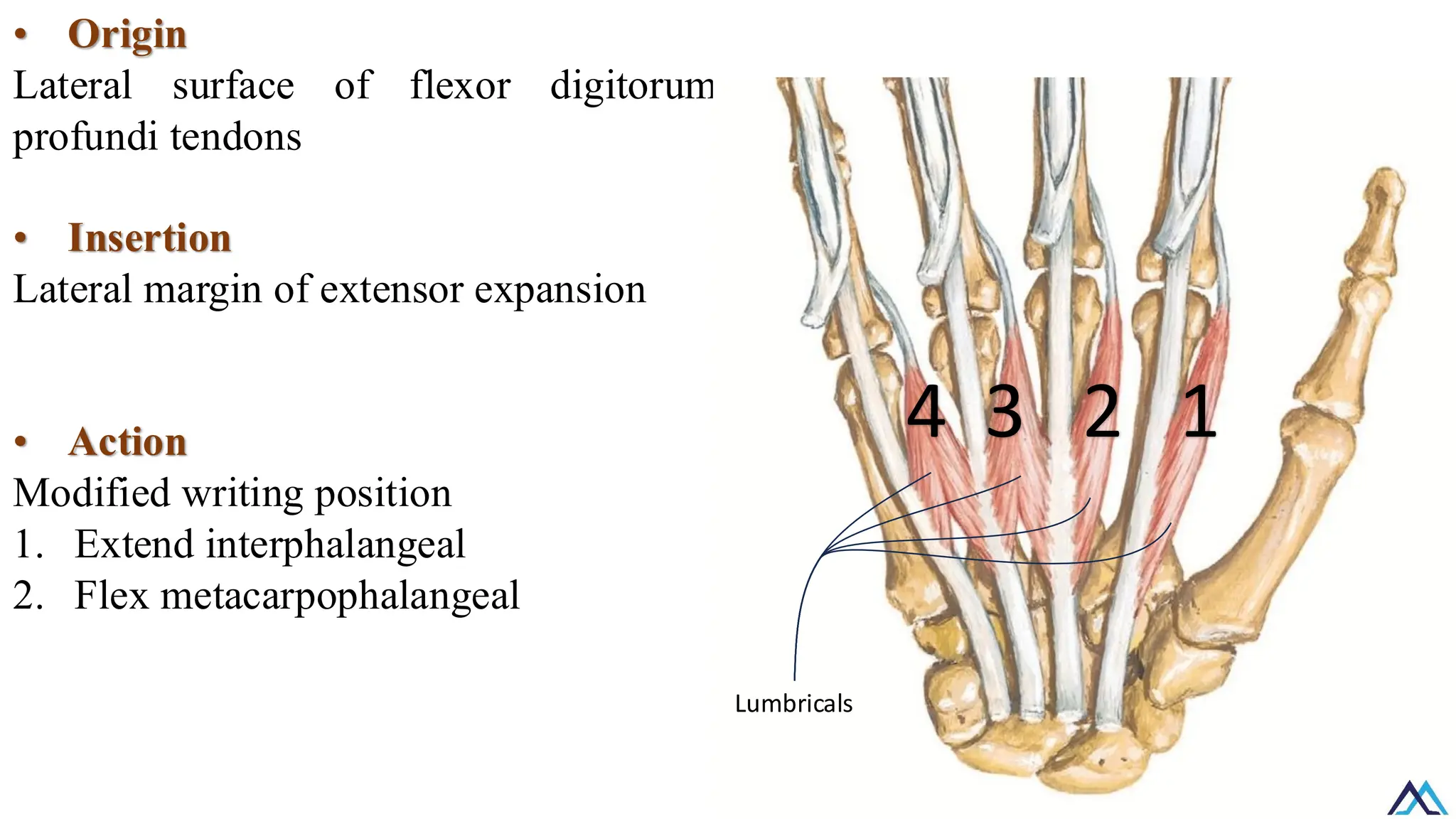 L016 Upper Limb Muscles of hand / Upper Limb Muscles of hand / Upper ...