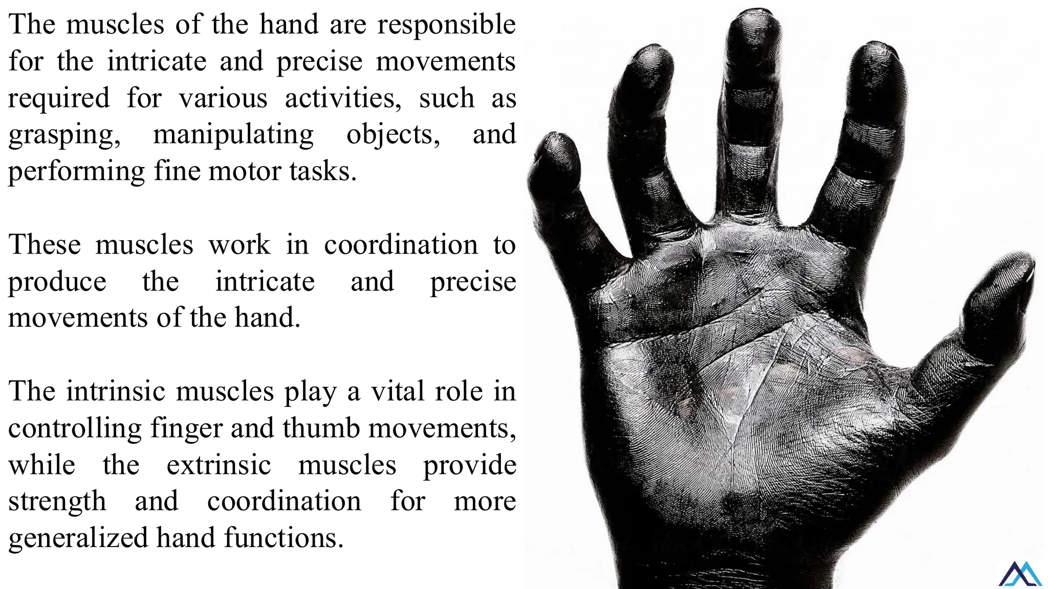 L016 Upper Limb Muscles of hand / Upper Limb Muscles of hand / Upper ...
