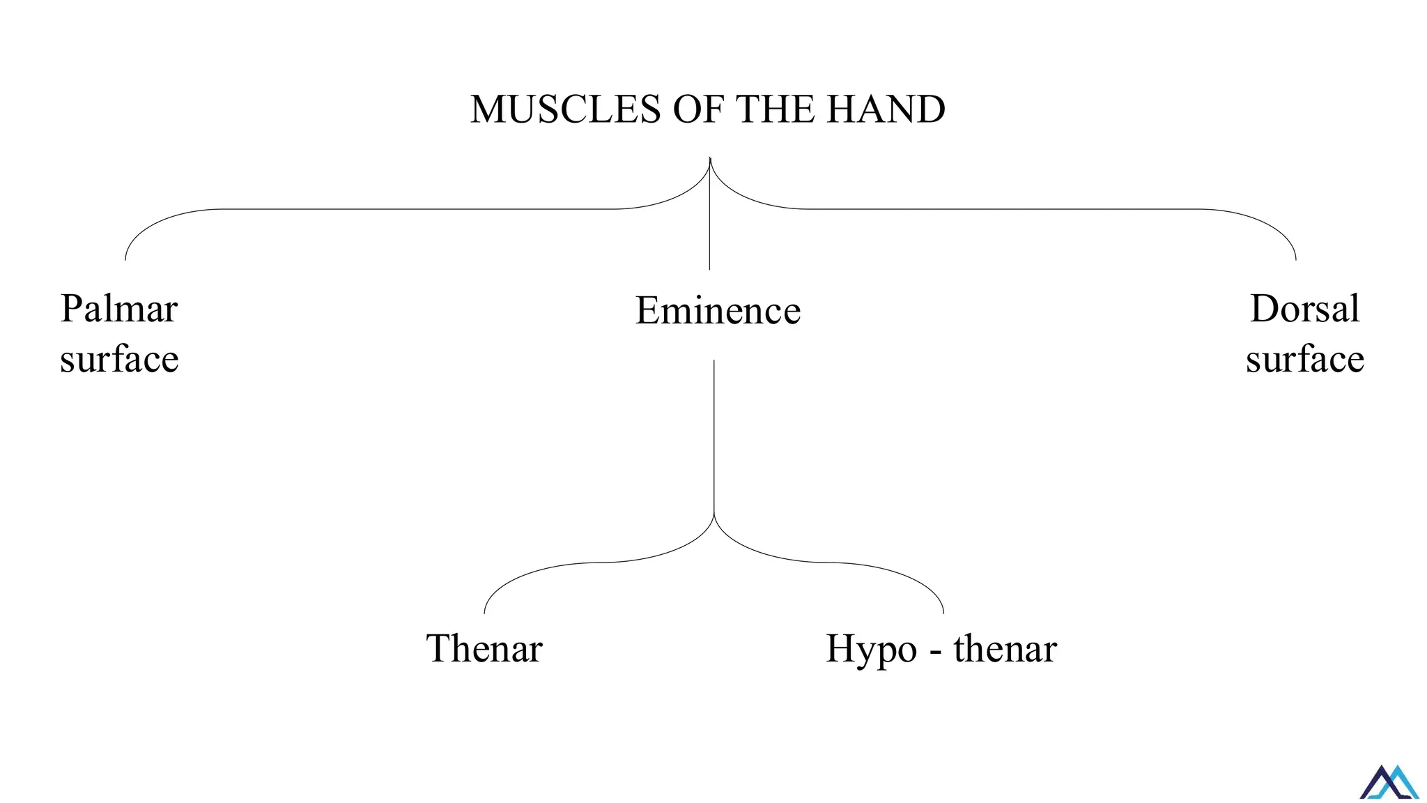 L016 Upper Limb Muscles of hand / Upper Limb Muscles of hand / Upper ...