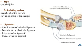 L017 Upper Limb Joints / Upper Limb Joints / Upper Limb Joints.pdf
