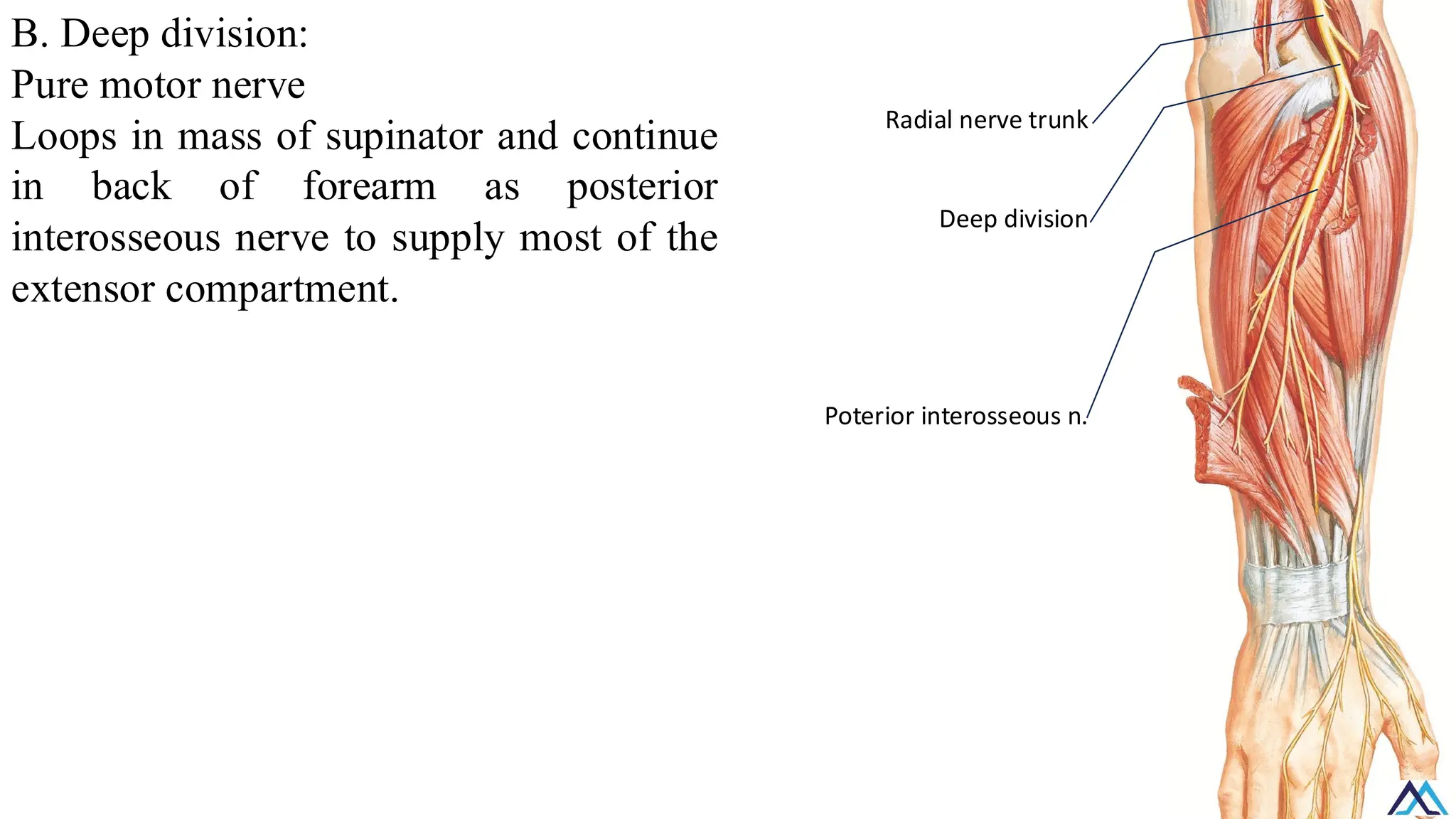 L018 Upper Limb Nerves /Upper Limb Nerves / Upper Limb Nerves.pdf
