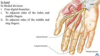 L018 Upper Limb Nerves /Upper Limb Nerves / Upper Limb Nerves.pdf