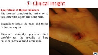 L018 Upper Limb Nerves /Upper Limb Nerves / Upper Limb Nerves.pdf
