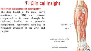 L018 Upper Limb Nerves /Upper Limb Nerves / Upper Limb Nerves.pdf