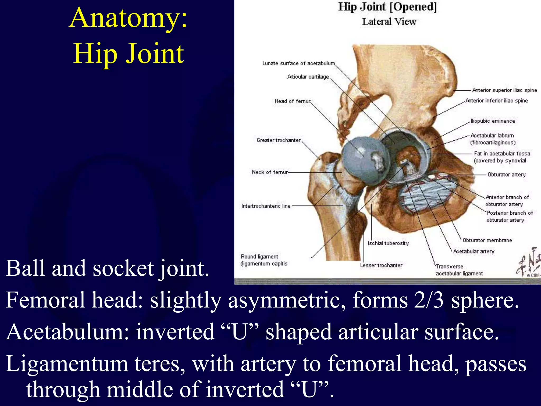 L01_Hip-dislocatinos-femoral-head.ppt