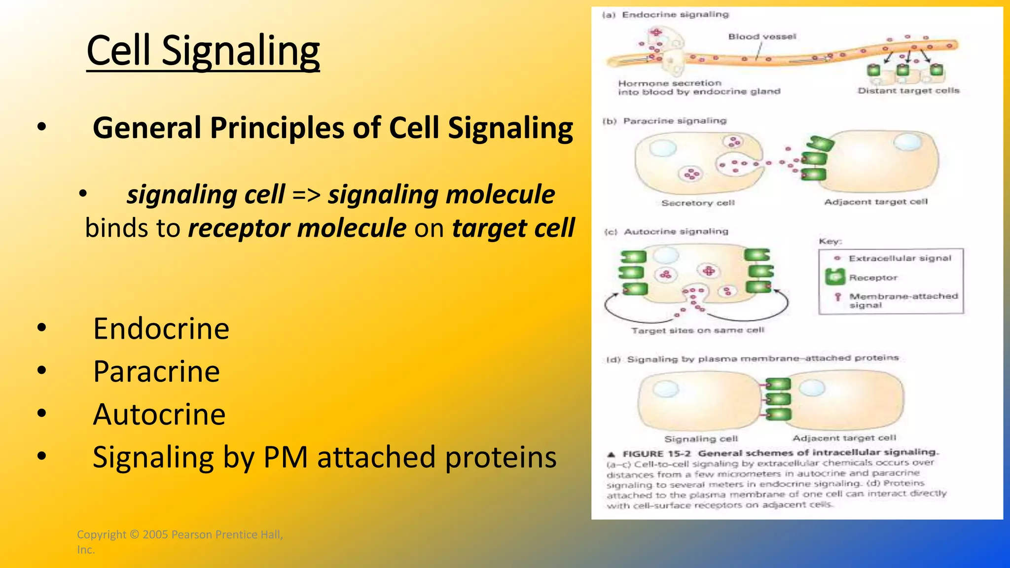 overview signaltransductionpathways | PPTX | Endocrine and Metabolic ...