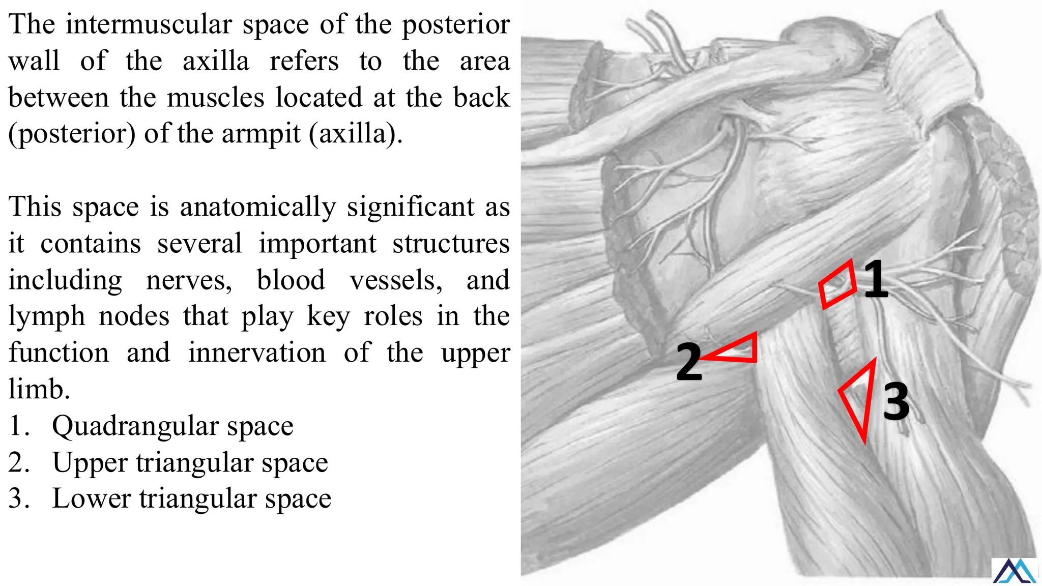 L020 Upper Limb Anatomical regions / Upper Limb Anatomical regions ...