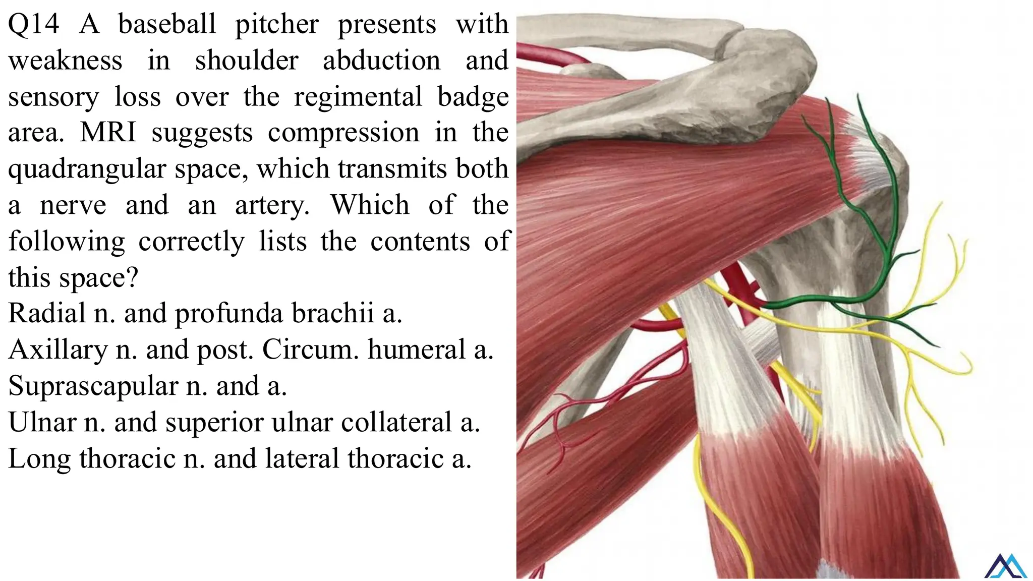 L020 Upper Limb Anatomical regions / Upper Limb Anatomical regions ...