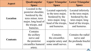 L020 Upper Limb Anatomical regions / Upper Limb Anatomical regions ...