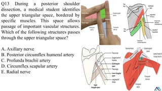 L020 Upper Limb Anatomical regions / Upper Limb Anatomical regions ...