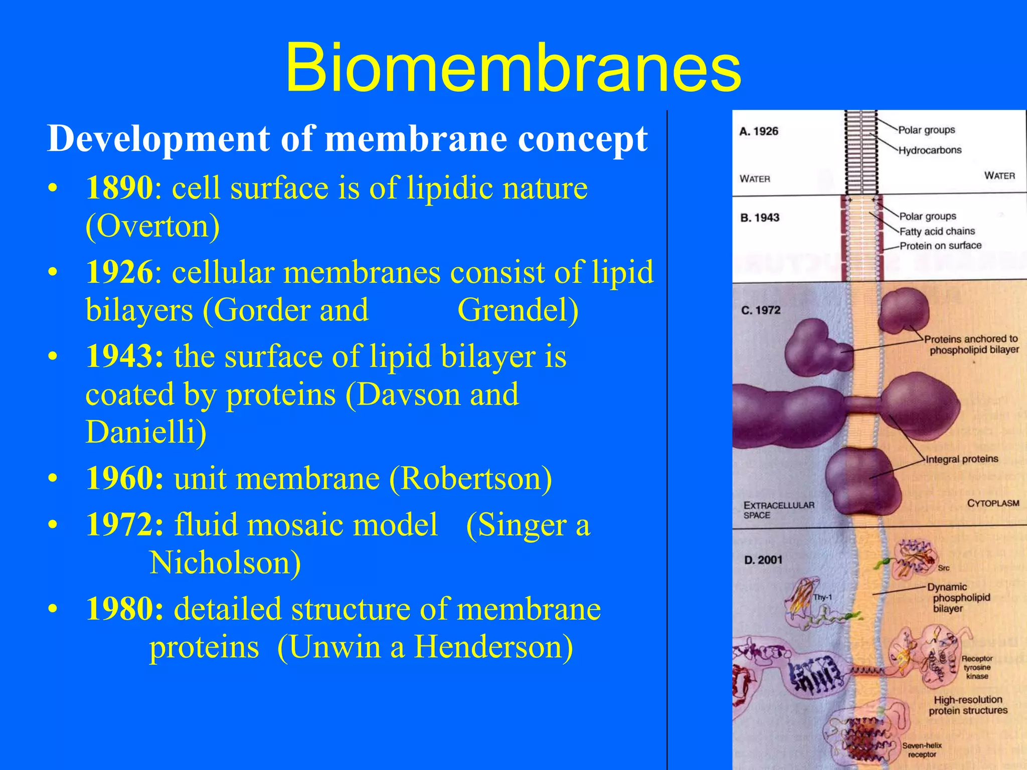 L02 cell membrane_ | PPT