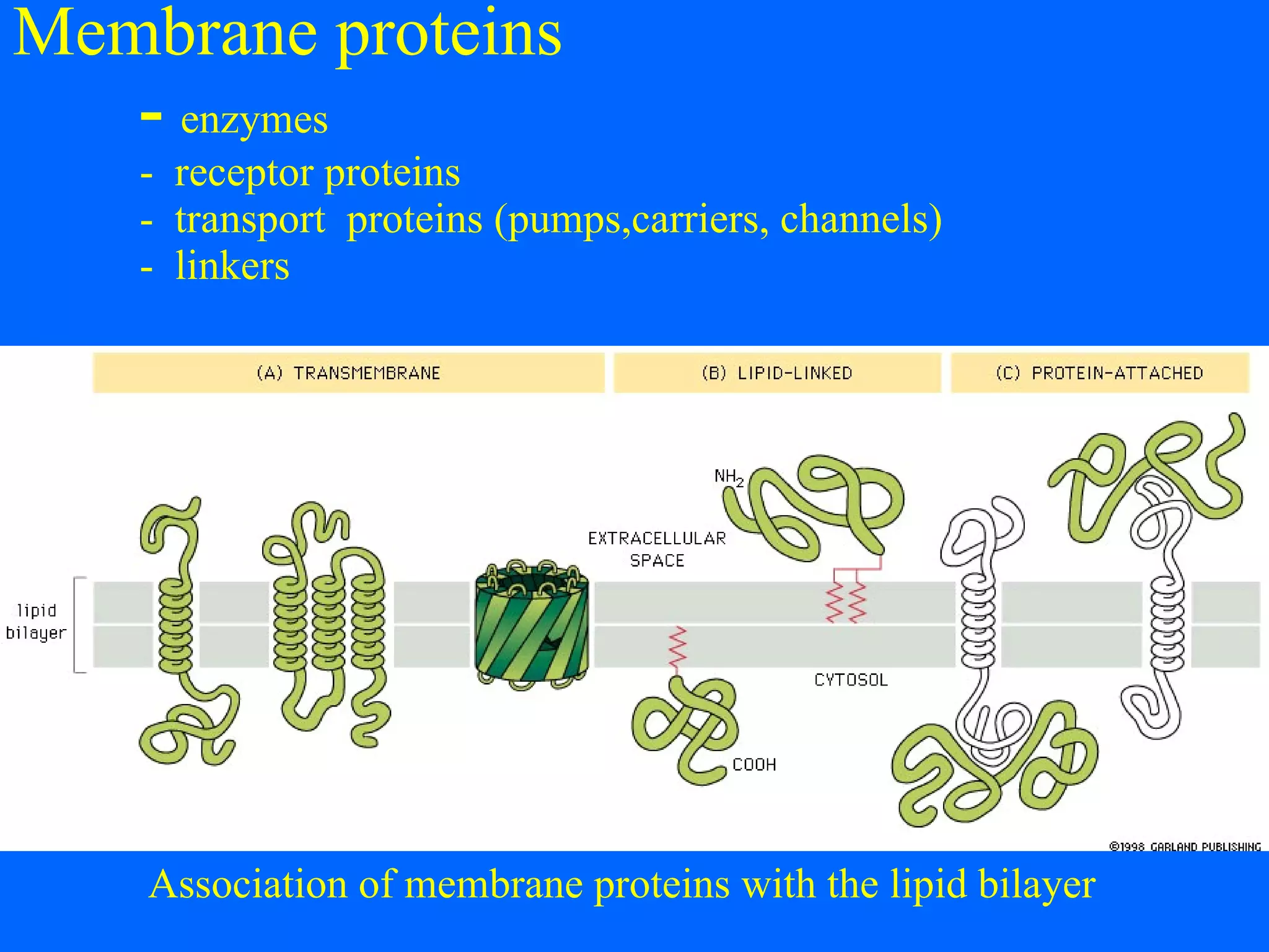 L02 cell membrane_ | PPT