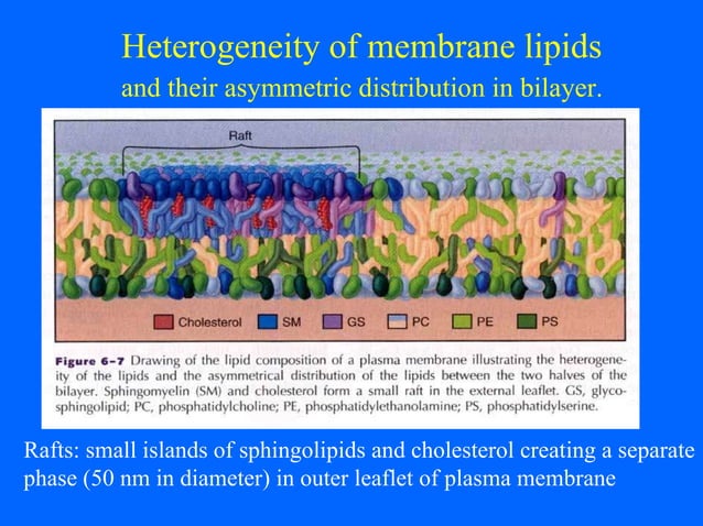 L02 cell membrane_ | PPT
