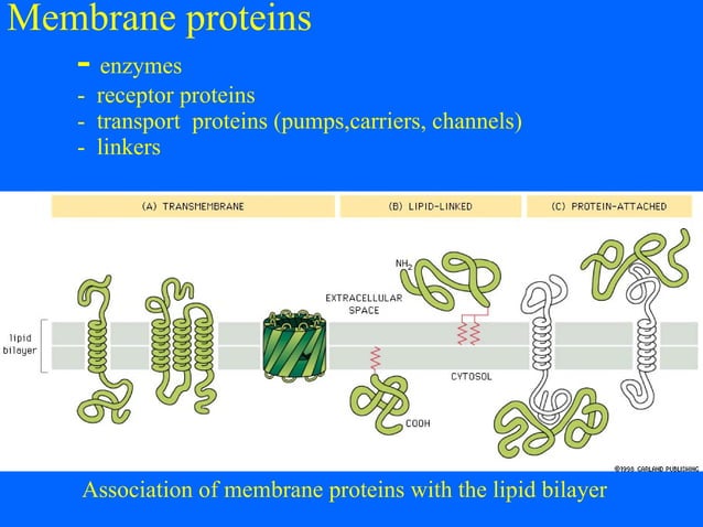 L02 cell membrane_ | PPT