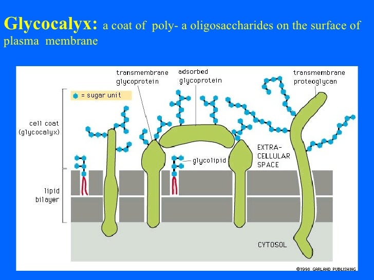 L02 cell membrane_
