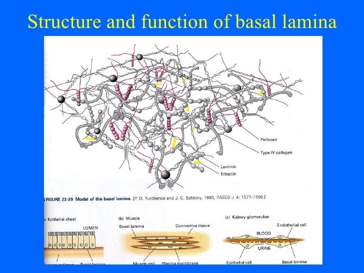L02 cell membrane_