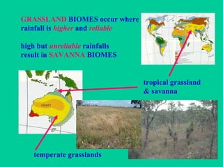 L03 Ecosystems Biomes | PPT