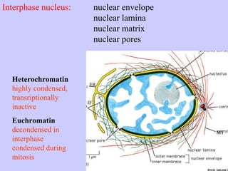 Nuclear Lamina And Nuclear Matrix
