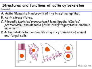 L05 cytoskeleton | PDF