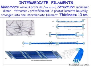 L05 cytoskeleton | PDF