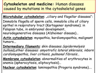 L05 cytoskeleton | PDF