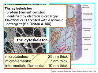 L05 cytoskeleton | PDF
