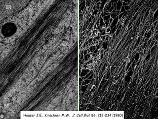 Cytoskeleton Microscope