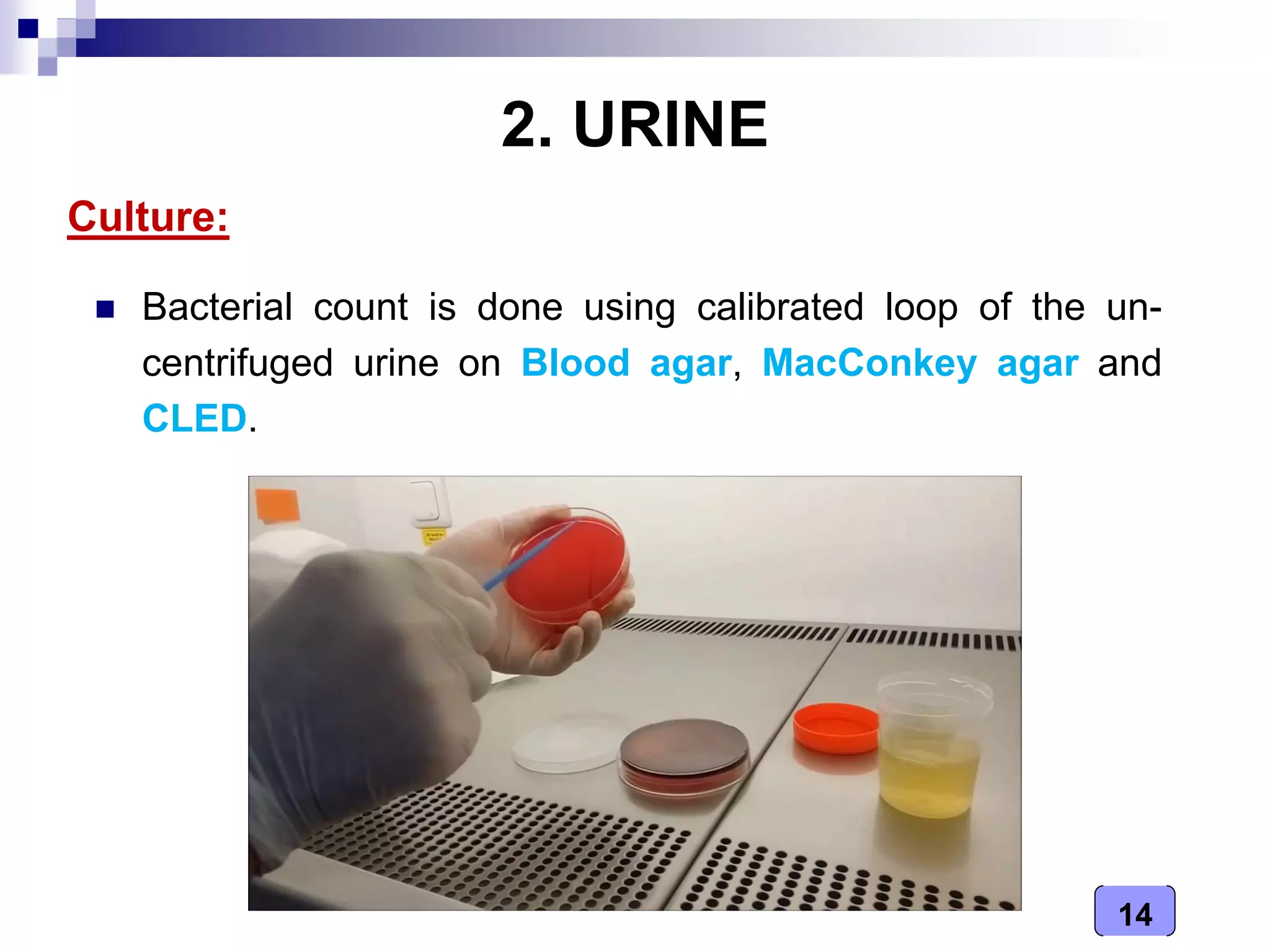 Medical Microbiology Laboratory (sample collection) | PDF