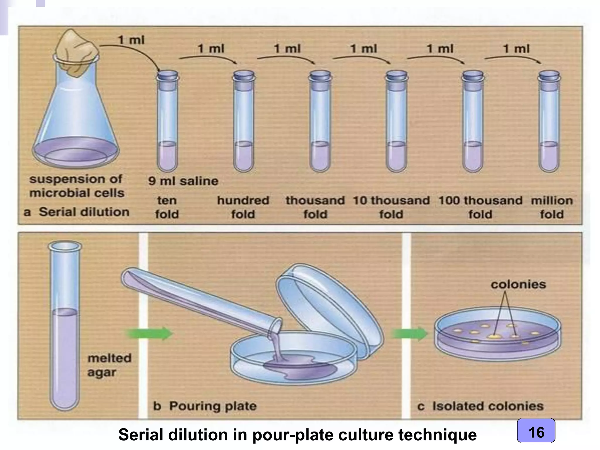 Medical Microbiology Laboratory (culture techniques) | PDF