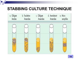Medical Microbiology Laboratory (culture techniques) | PPT