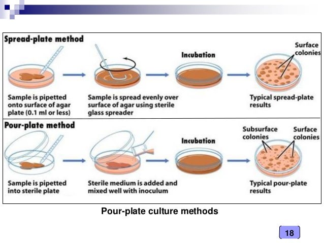 Medical Microbiology Laboratory (culture techniques)