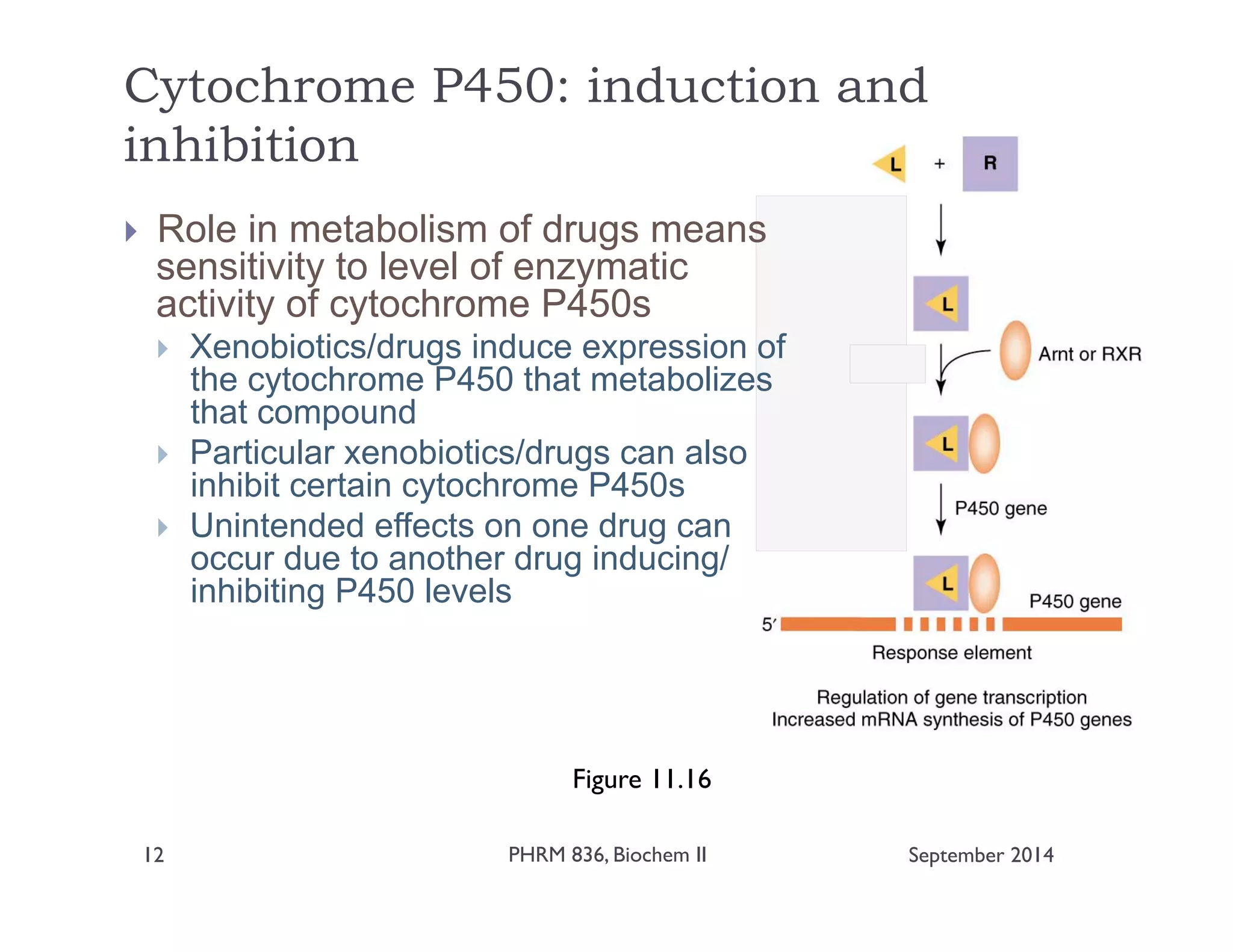 l07_cytochromes-p450 (2).pdf