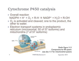 l07_cytochromes-p450 (2).pdf