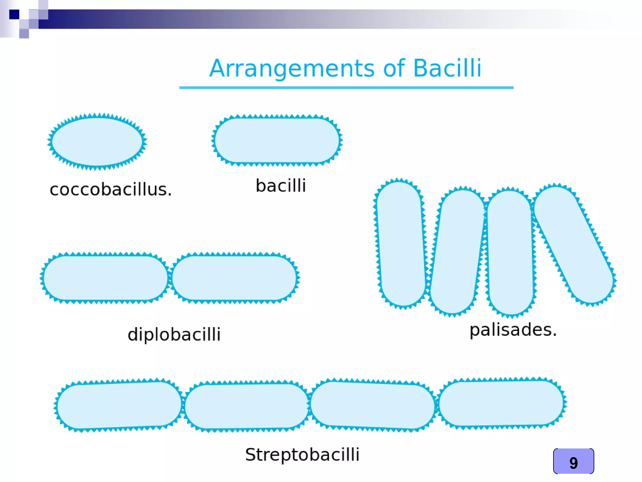 Medical Microbiology Laboratory (bacterial shapes, arrangement and ...