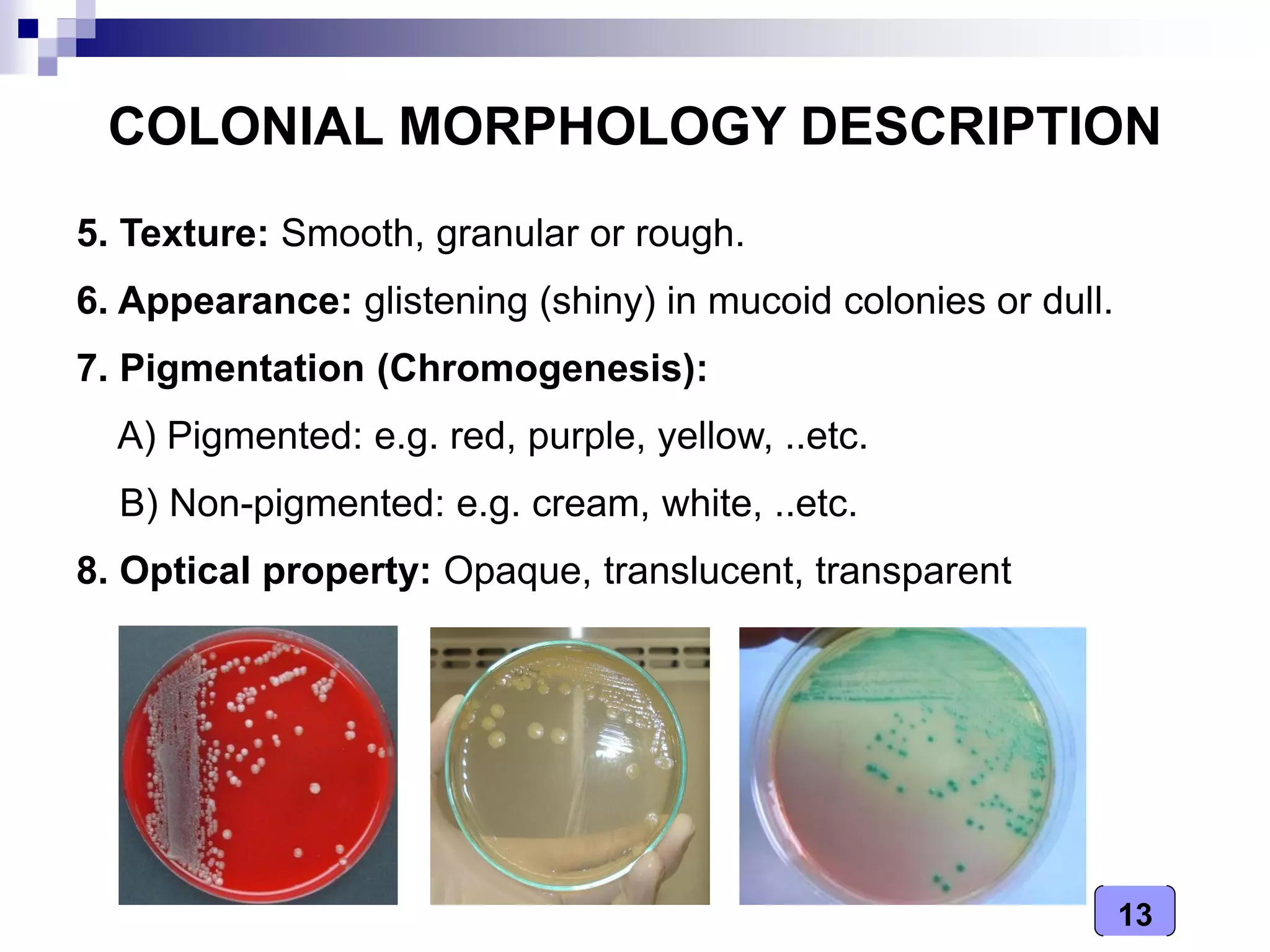 Medical Microbiology Laboratory (bacterial shapes, arrangement and staining techniques) | PDF