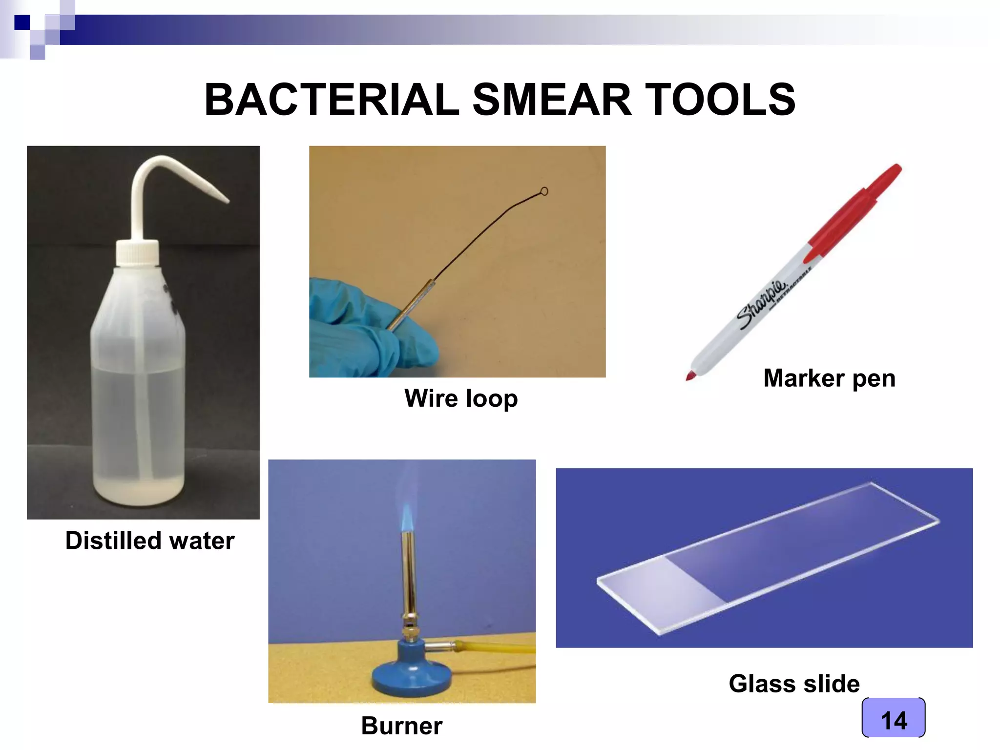 Medical Microbiology Laboratory (bacterial shapes, arrangement and staining techniques) | PDF