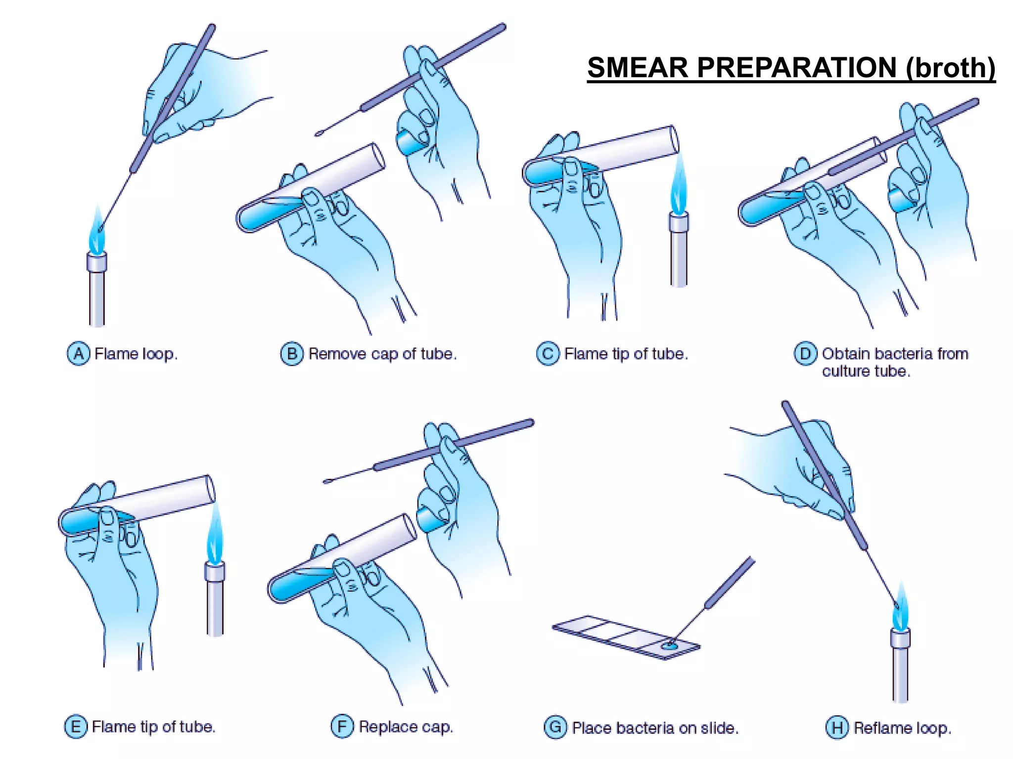 Medical Microbiology Laboratory (bacterial shapes, arrangement and staining techniques) | PDF