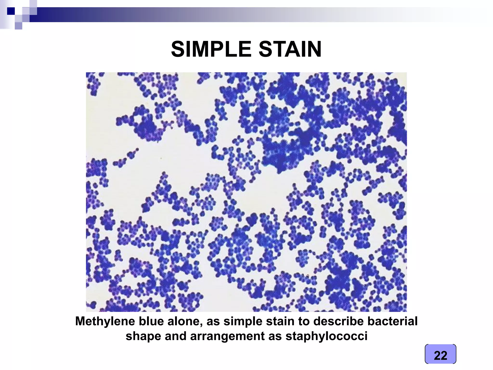 Medical Microbiology Laboratory (bacterial shapes, arrangement and staining techniques) | PDF