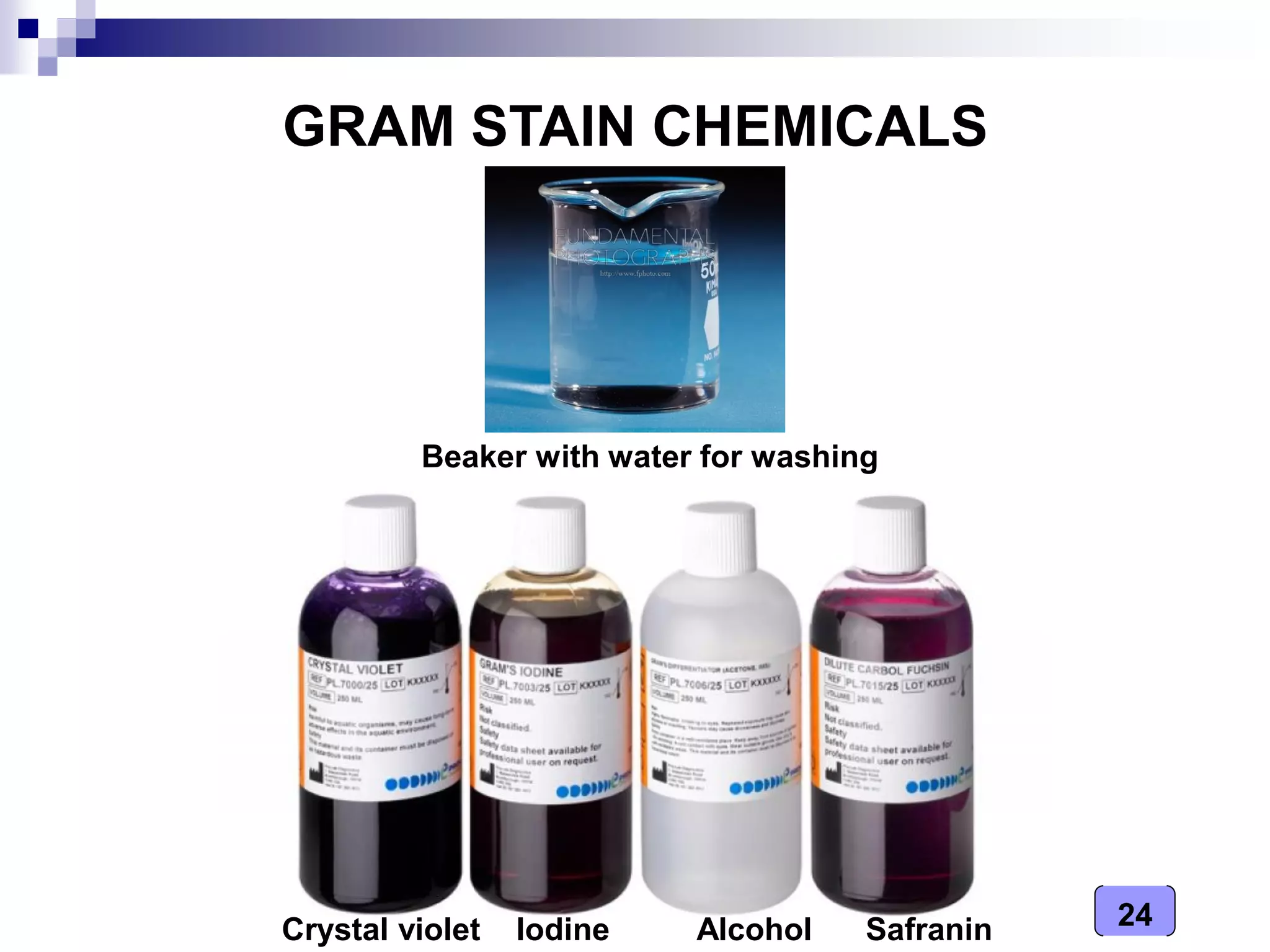 Medical Microbiology Laboratory (bacterial shapes, arrangement and ...