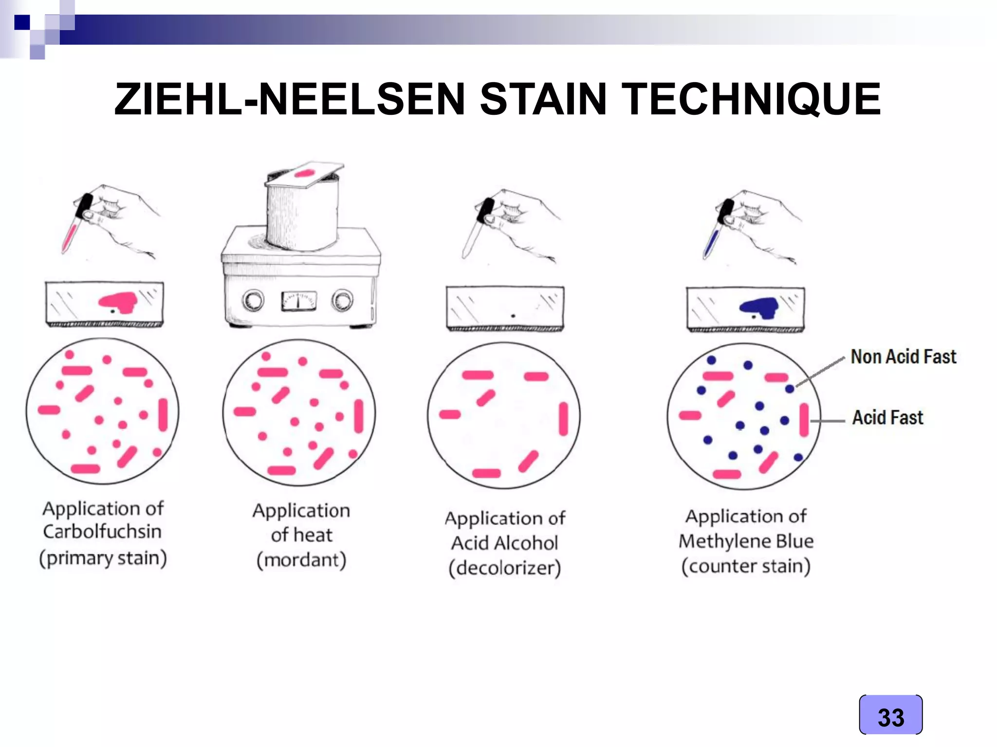 Medical Microbiology Laboratory (bacterial shapes, arrangement and staining techniques) | PDF