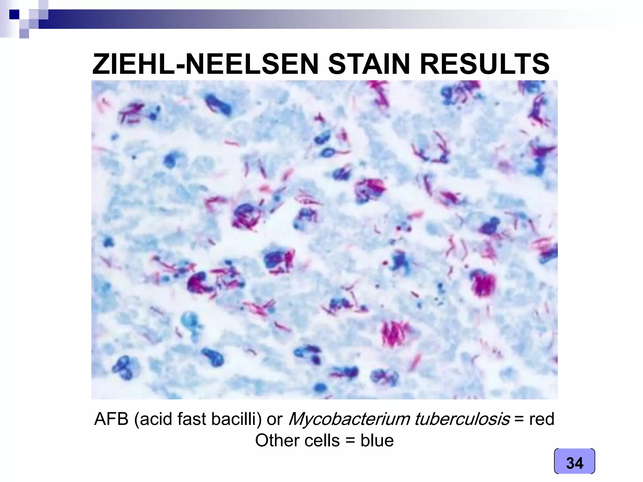 Medical Microbiology Laboratory (bacterial shapes, arrangement and ...