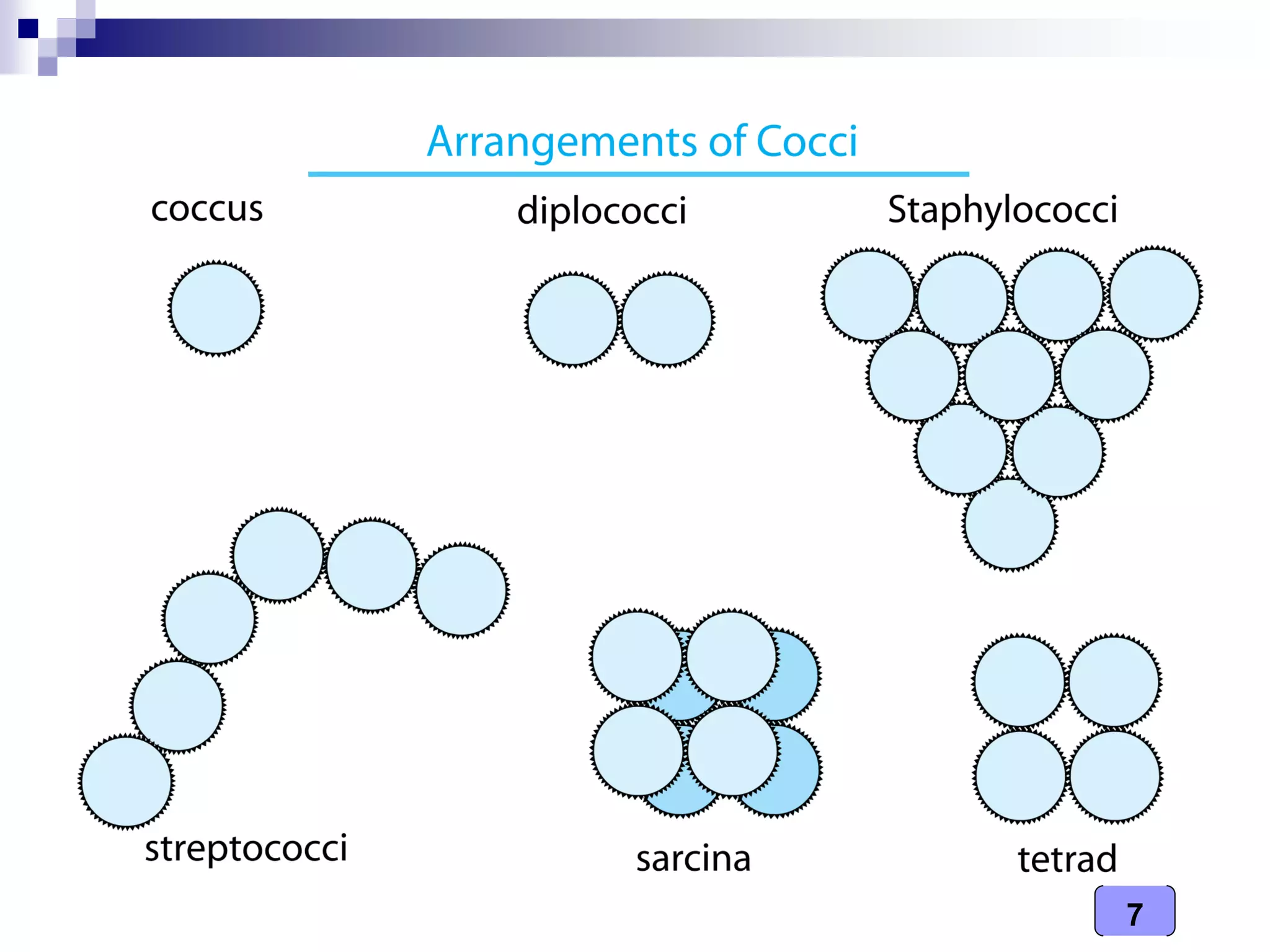 Medical Microbiology Laboratory (bacterial shapes, arrangement and ...
