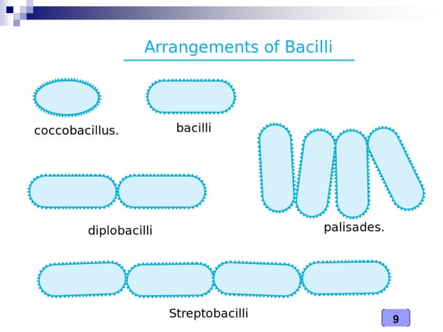 Medical Microbiology Laboratory (bacterial shapes, arrangement and ...