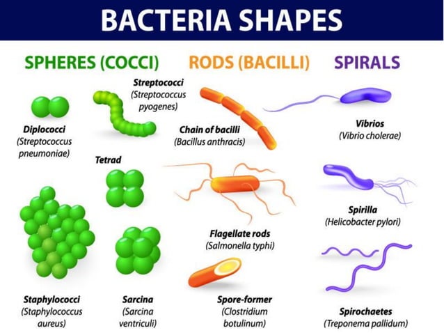 Medical Microbiology Laboratory (bacterial shapes, arrangement and ...