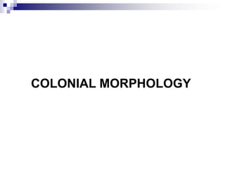Medical Microbiology Laboratory (bacterial shapes, arrangement and ...