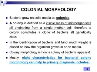 Medical Microbiology Laboratory (bacterial shapes, arrangement and staining techniques) | PDF